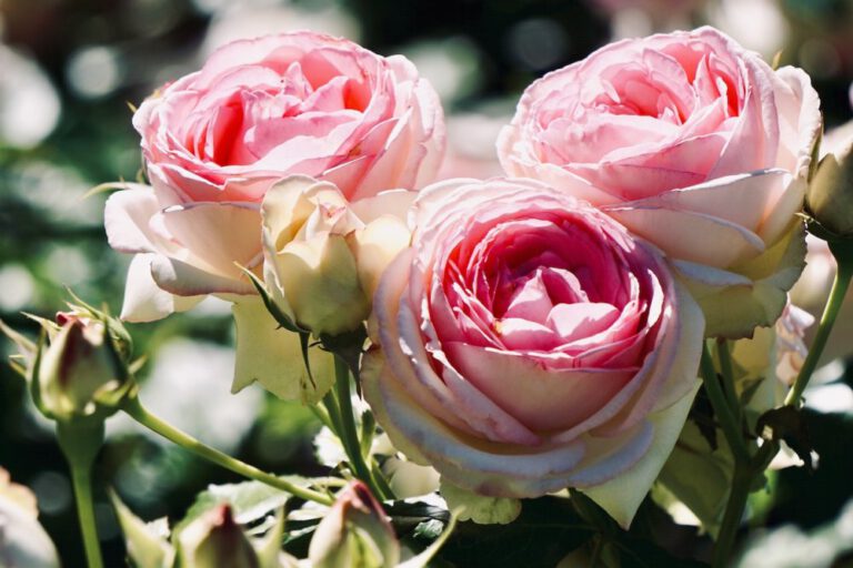 Róże wielkokwiatowe charakterystyka, pielęgnacja - Grupa PFP